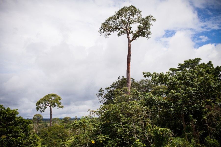 Rainforest Crunch - Homelands Productions